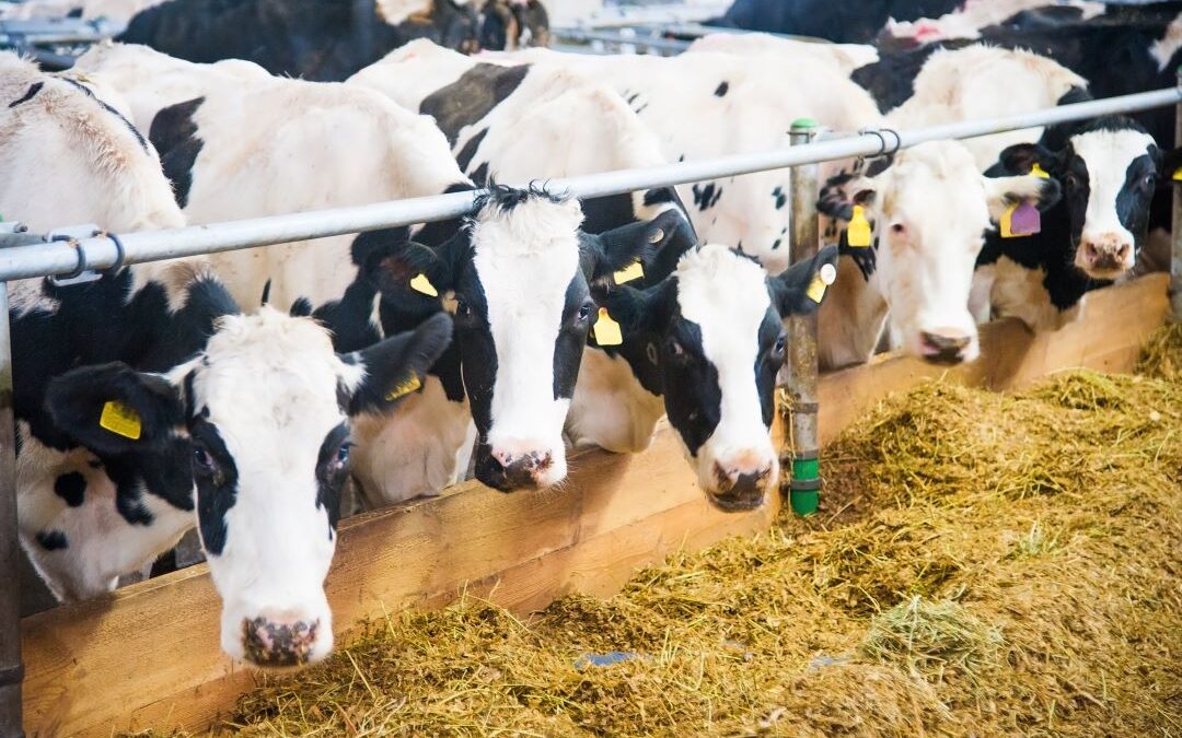 June Dairy Month - Ever.Ag